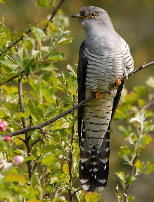 Common cuckoo | Birds of India | Bird World