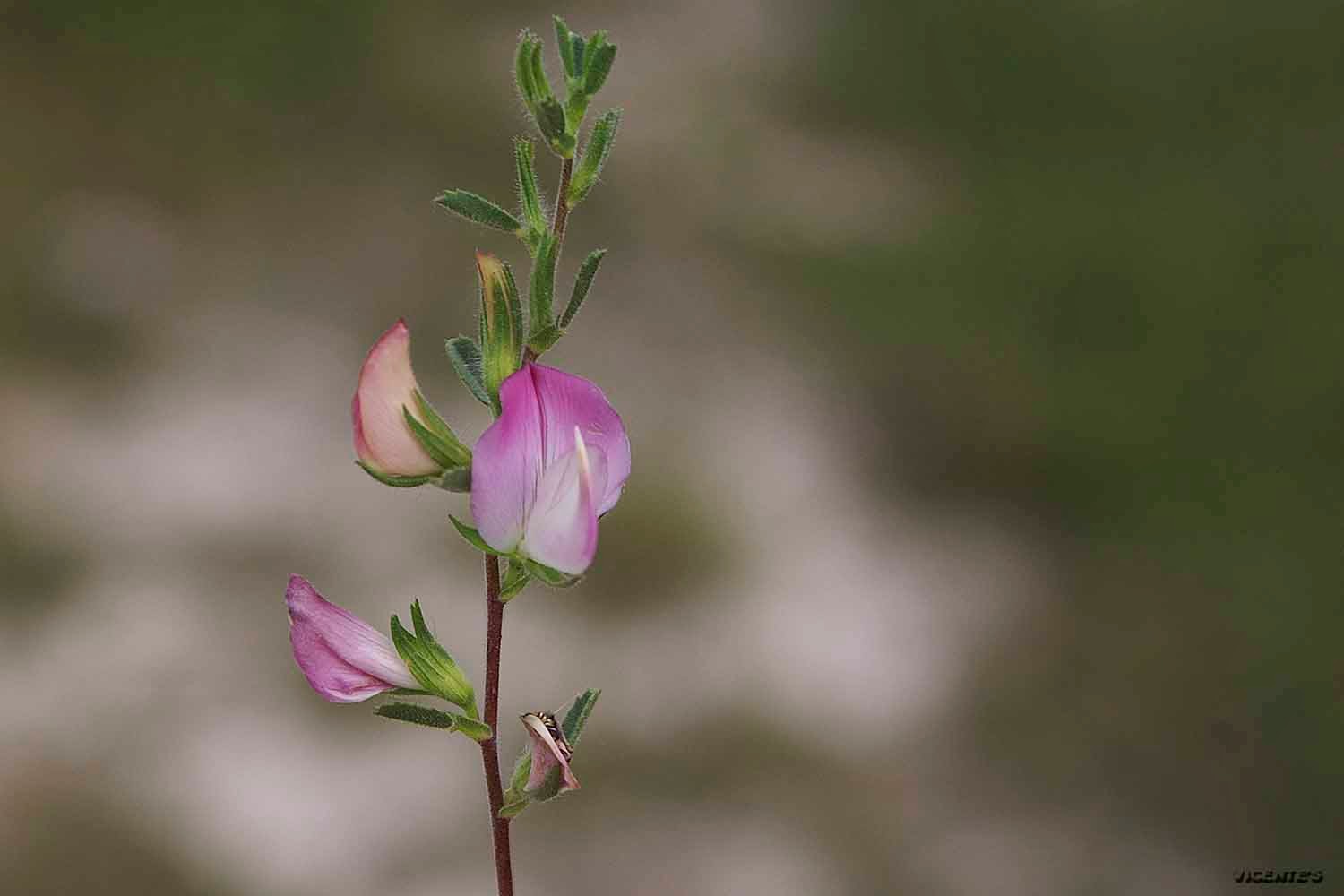 Las flores silvestres de Hormaza: Ononis spinosa