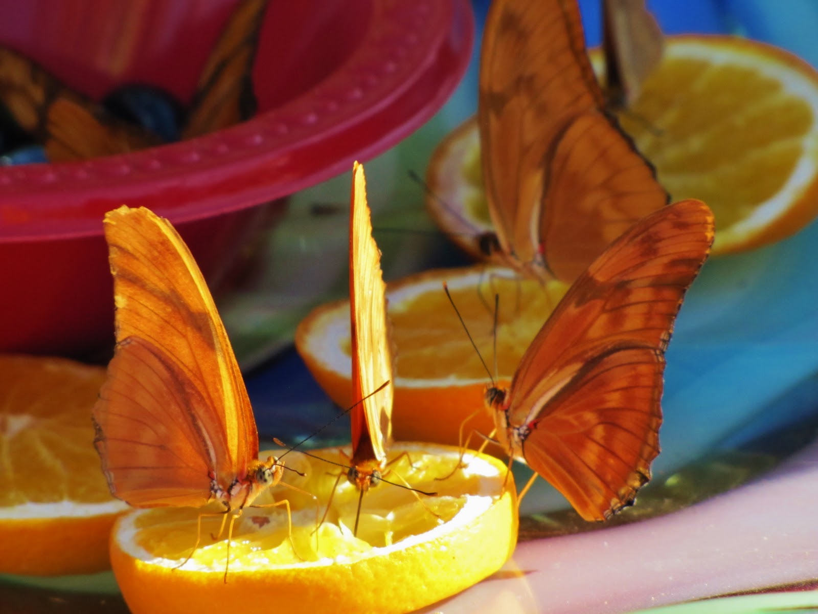 Las Aventuras: Maxine & Jonathan Marshall Butterfly Pavillion