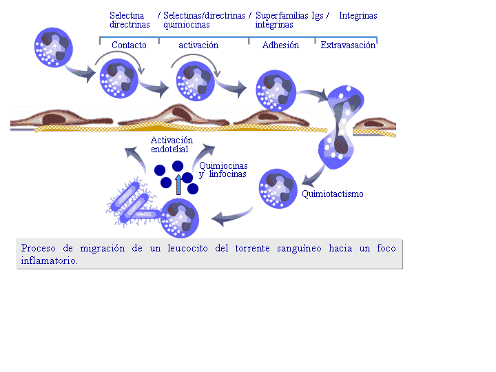 Membrana Plasmatica