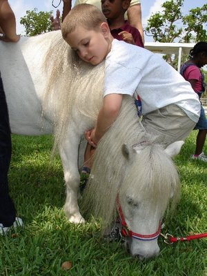 Miniature Horses Assist the Disabled: Miniature Horses and Shetland ...