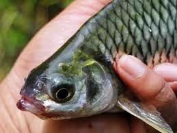 MEMERANG SUNGAI: Umpan Ikan Lampam Jawa