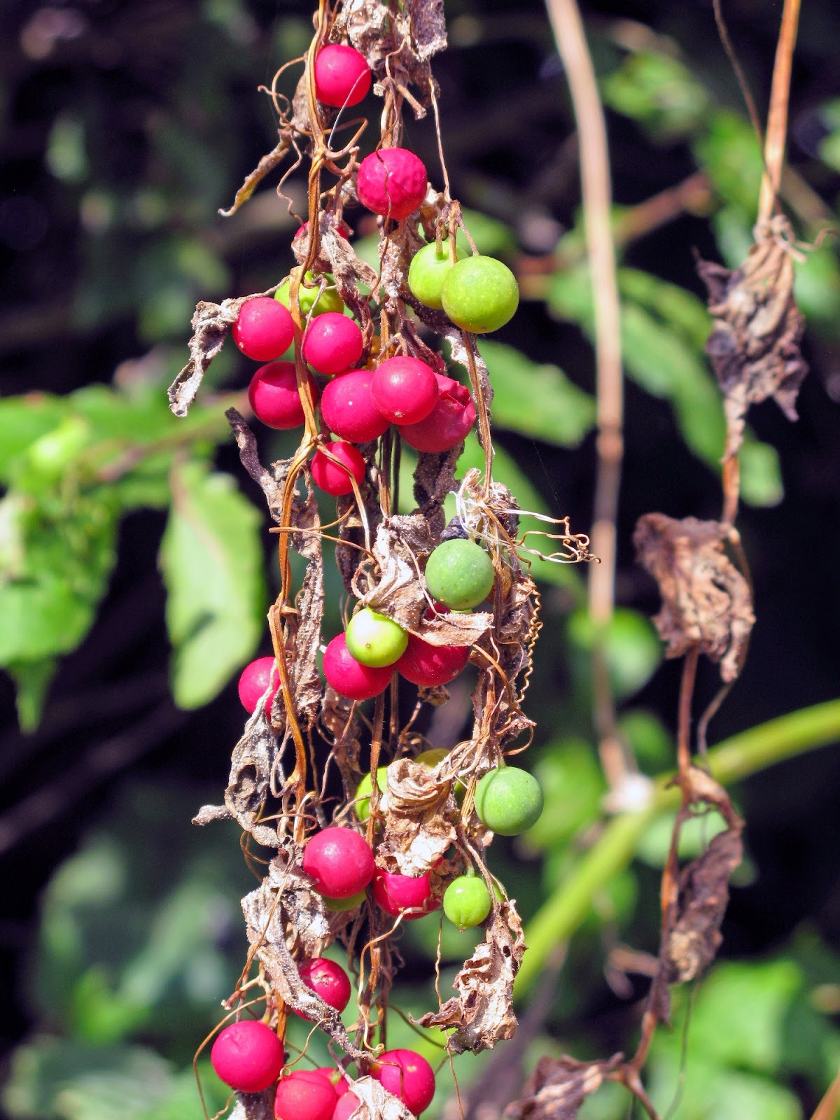 Newhaven Wildlife: September 2014