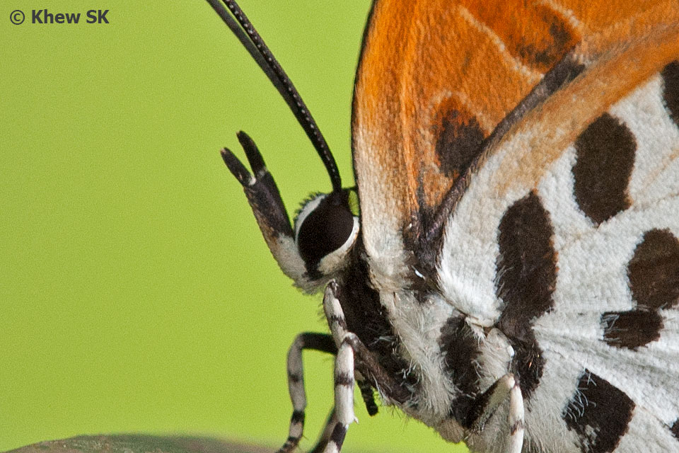 Butterflies of Singapore: The Butterfly Labial Palps
