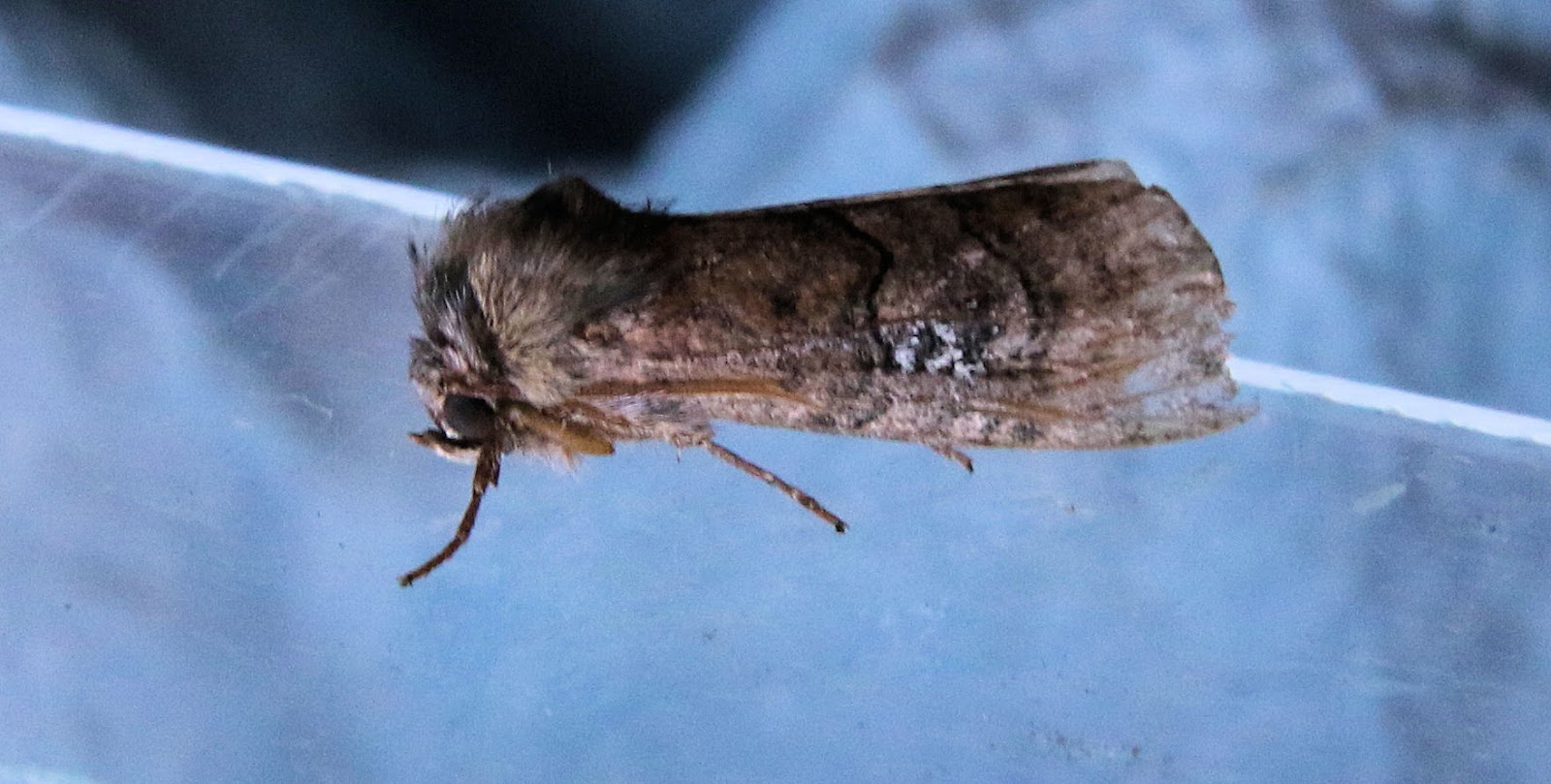 Birding with Flowers: June Moths