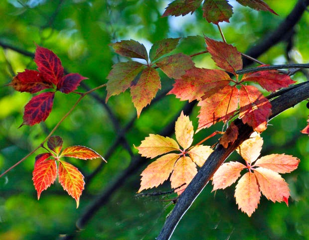 Zabava za obitelj: POZADINE ZA DESKTOP-BOJE JESENI