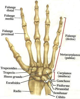 Anatomía Argerich Escuela de instrumentación quirúrgica: MUÑECA Y MANO