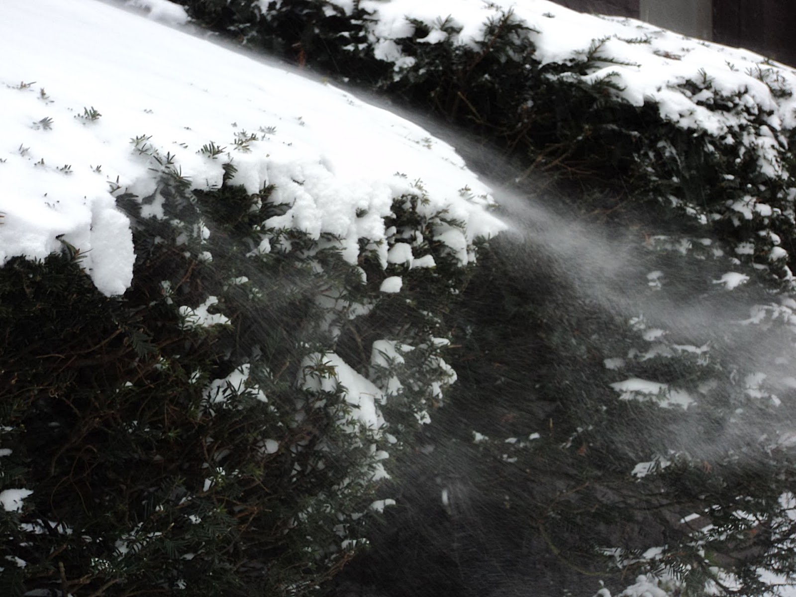 Five Photos of Snow and Cold