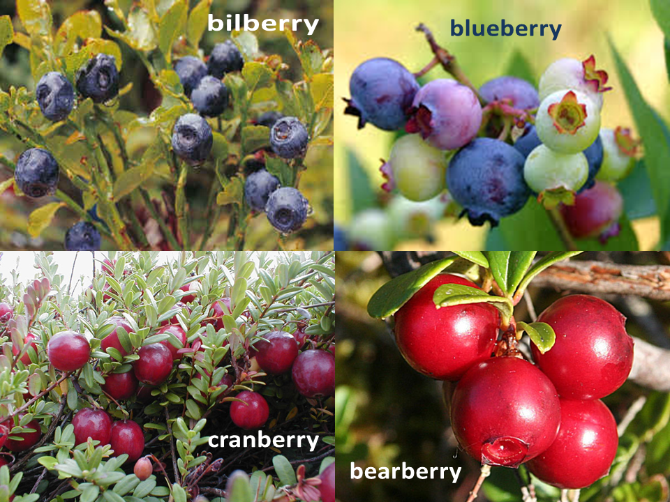 HEALTHNATURE: Τα μικρά ...berry με μεγάλα οφέλη