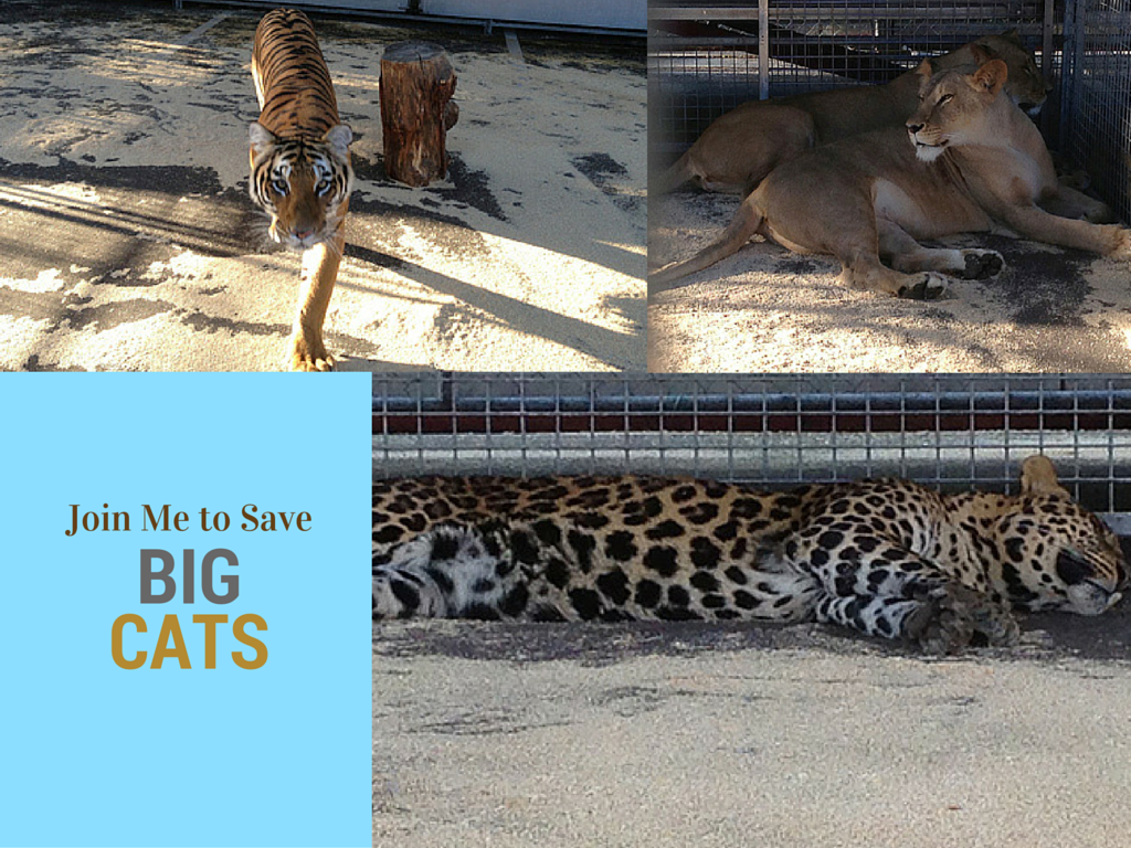 MOMMY BLOG EXPERT: TOMS National Geographic Big Cats Collection ...