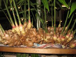 Ginger Value Chain: Welcome to Ginger Value Chain Blog