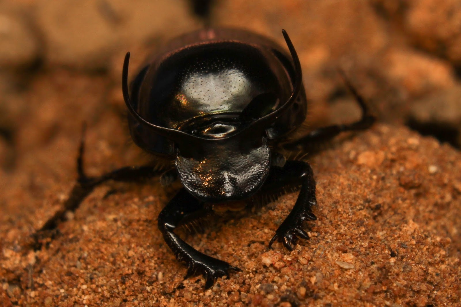 Biodiversity of Cyprus by NGO Protection of the Natural Heritage and ...