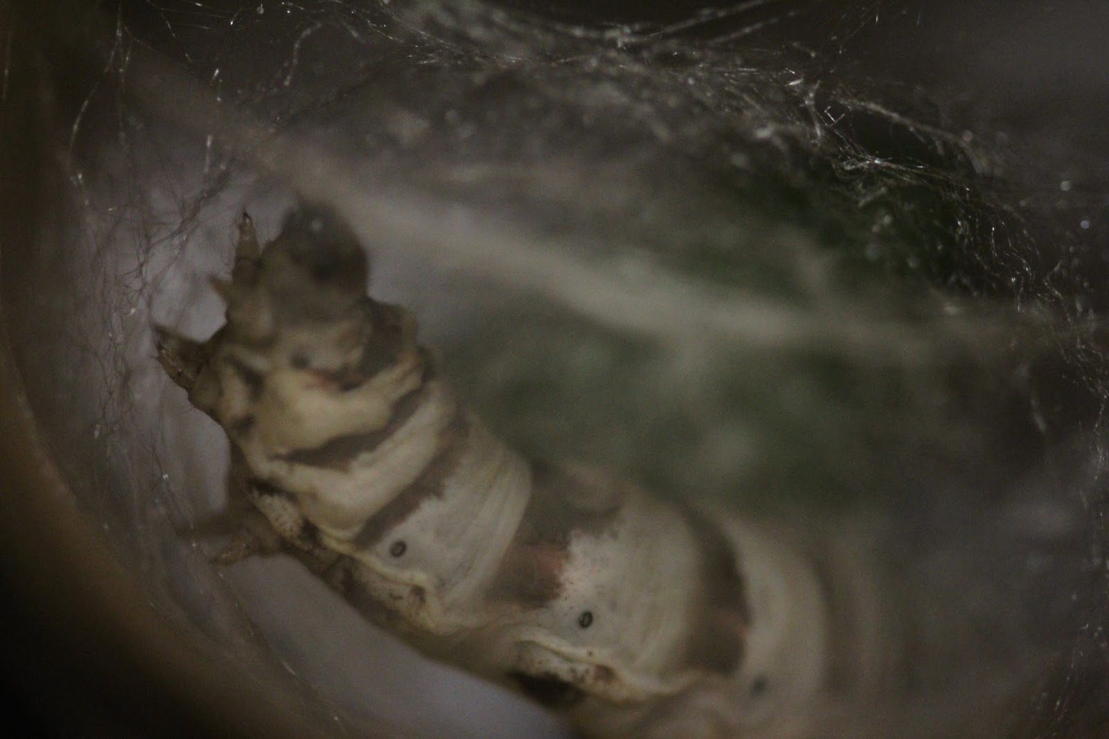 Amazing Silkworms: Spinning Cocoons Photoshoot