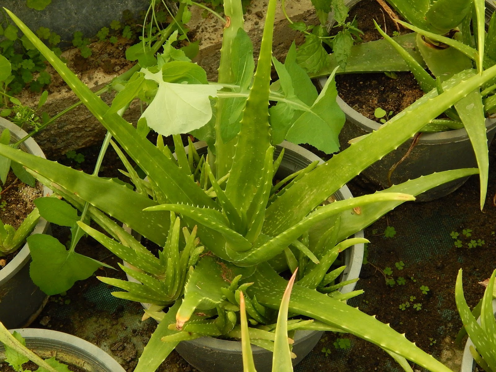 Kuweight 64: VISIT TO BLUE LAKE FARM - ALBOHAYRA ALZARQA