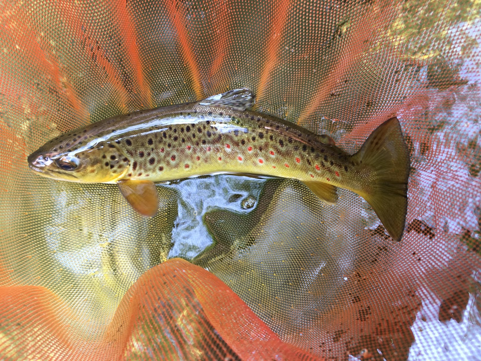 Of Rock & Riffle: Escaping the low and slow flows of summer...