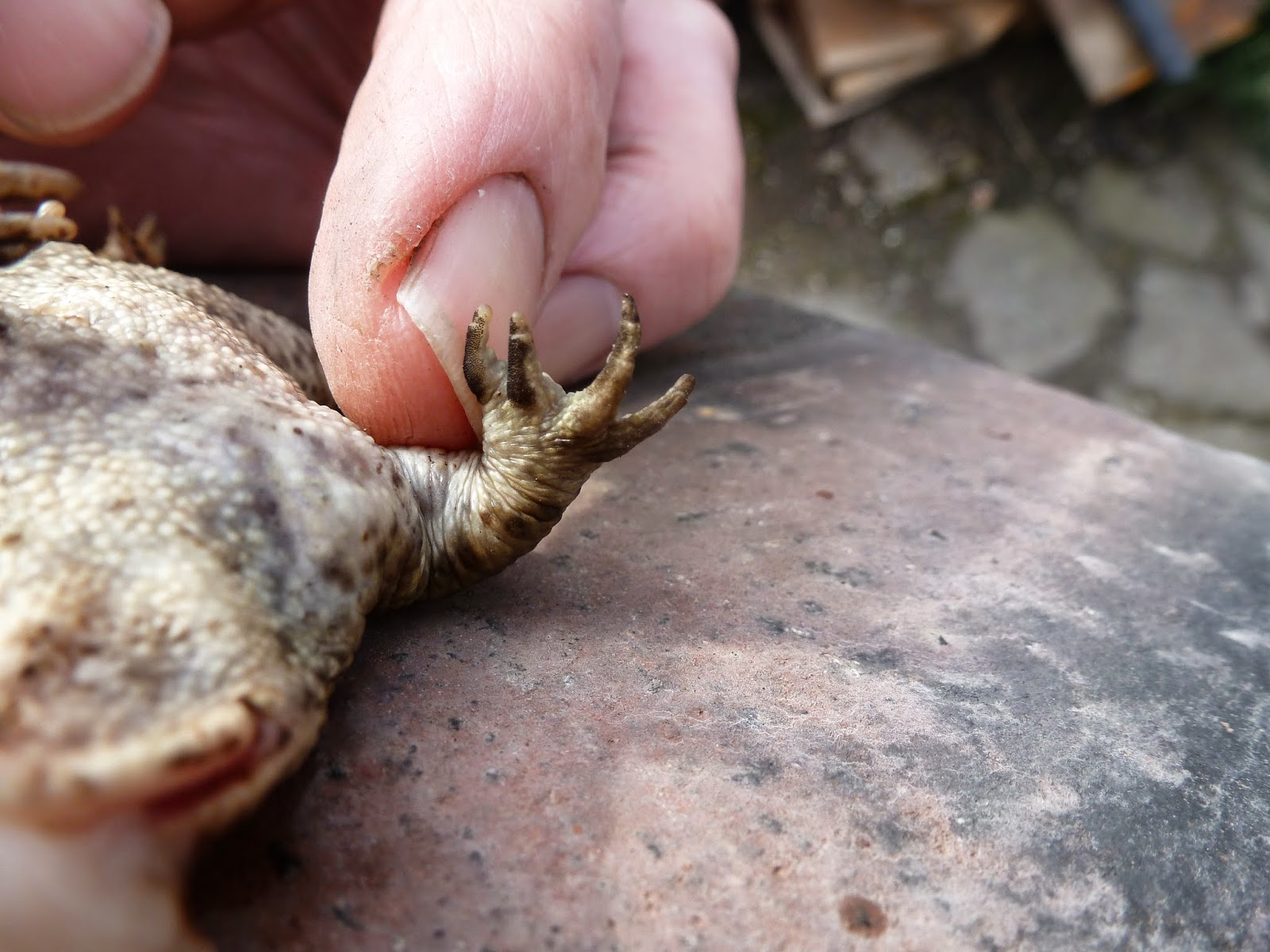 Calderdale Wildlife: Tubercles on front "hands" of male Common Toad