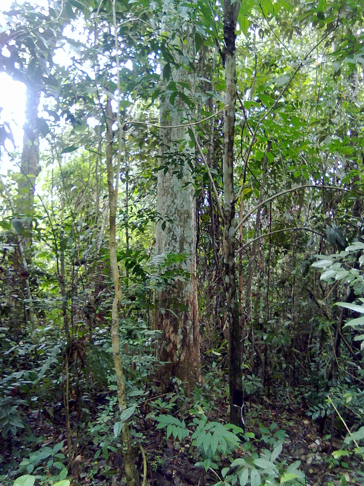 Gaharu dan Lebah Madu: Jumpa Pokok Gaharu Besar Di Hutan