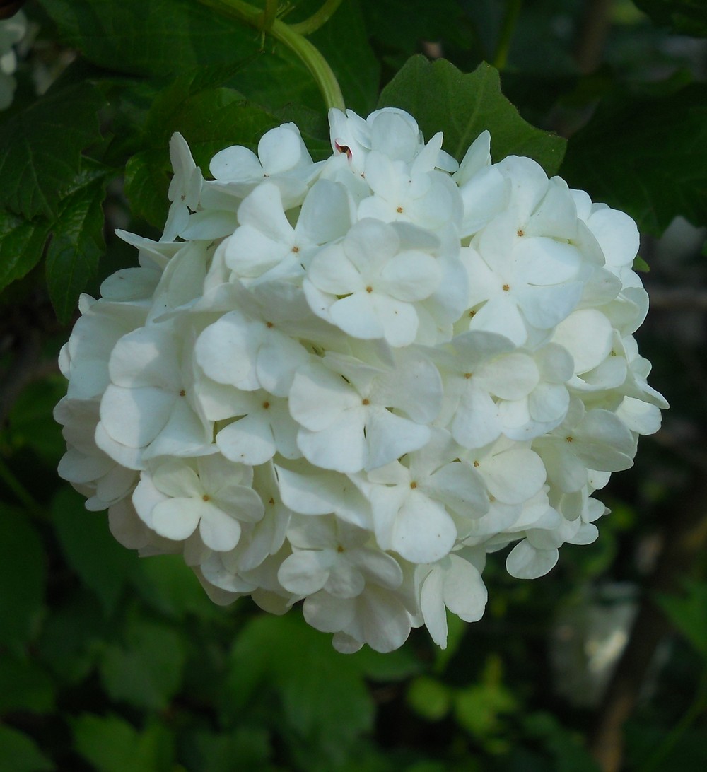 Kathys Cottage: Snowballs in May