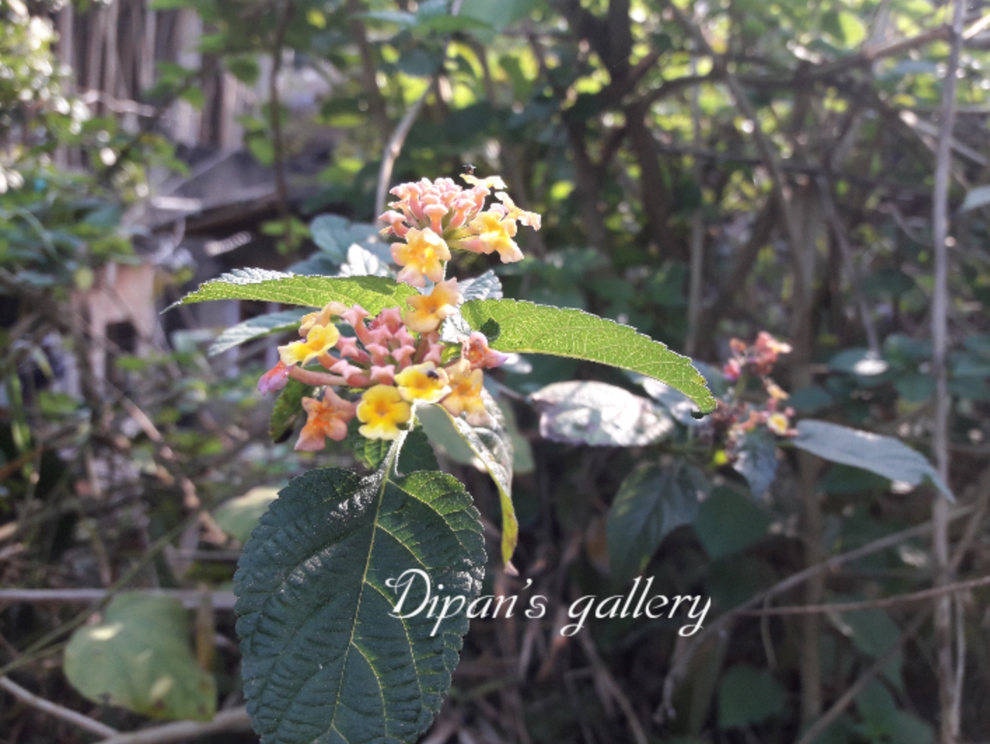 Flora of Assam with scientific names and images