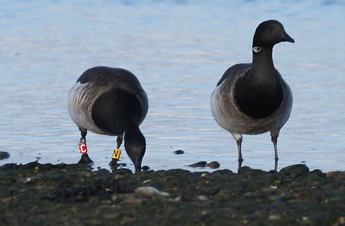 Dublin Bay Birds Project: Why colour-ring birds?