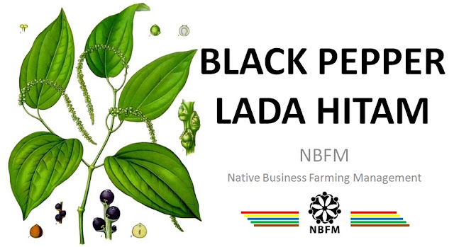 Pengenalan Lada Hitam | Native Business & Farming Management (NBFM)