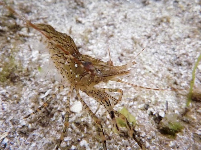 Salish Sea News and Weather: 10/1 Coon-stripe shrimp, Growlers, green ...