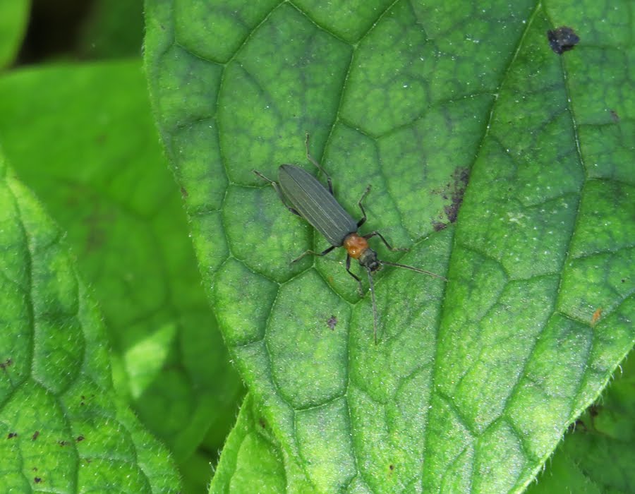 Port and Wey: Portland Insects A-B