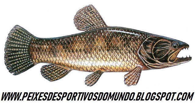 PEIXES DESPORTIVOS DO MUNDO: O TRAIRÃO - Hoplias macrophthalmus ...