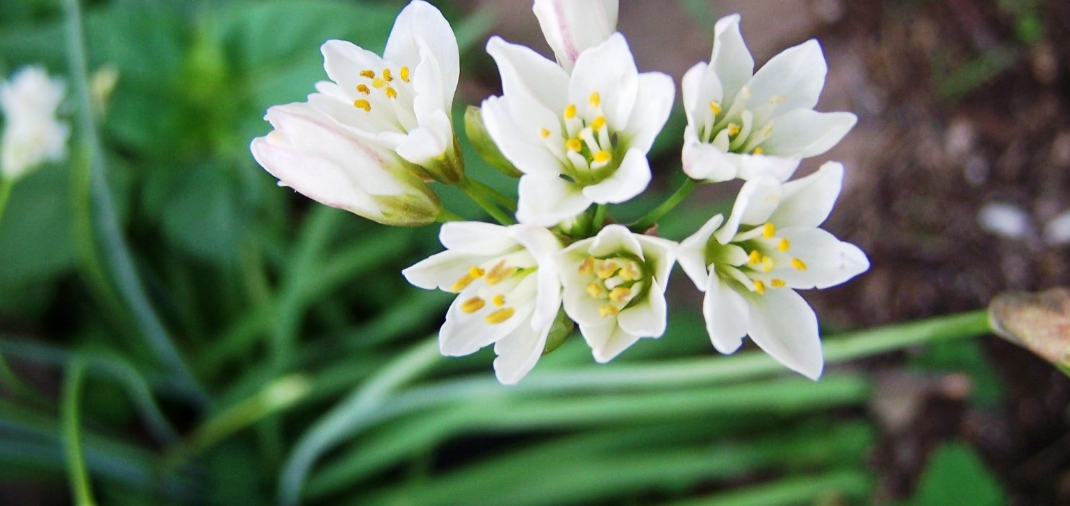 Lampaça: Lampaça - Plantas que ajudam a combater pragas no seu horto