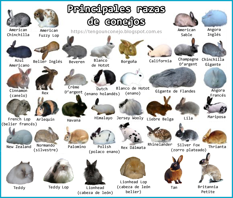 Razas ~ Tengo Un Conejo