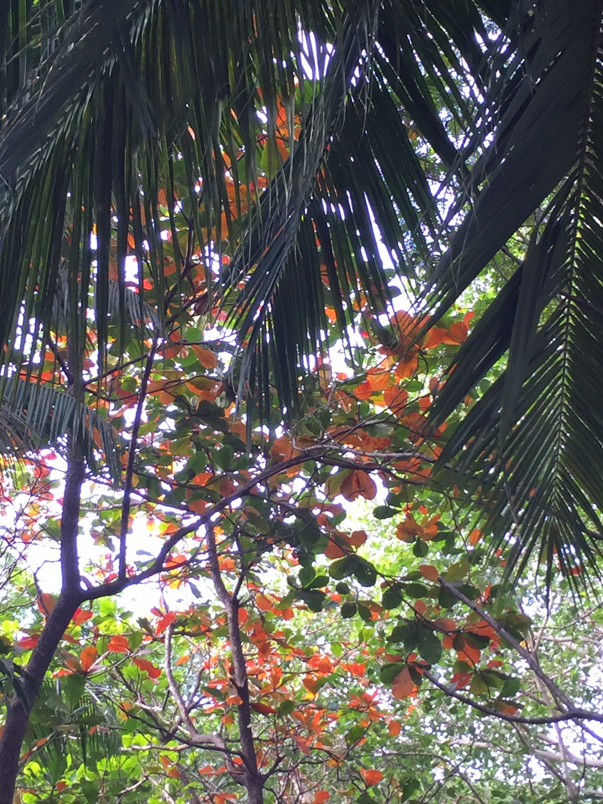 Demure Decor: My Wild Garden - Poem by Rachel Jacob