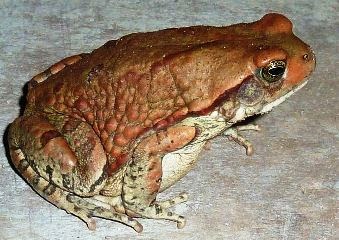 Roots 'n' Shoots: February 2012