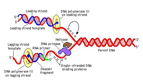 Unseen Rare Collection: DNA Structure,DNA Synthesis,DNA Strand,DNA ...