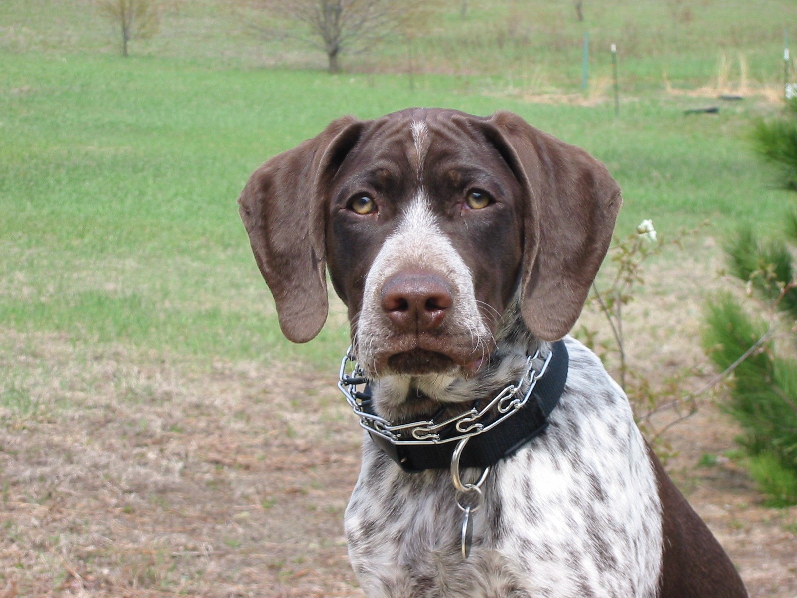 Bruno Boris Badenoff, GSP Extraordinaire: Beautiful Bruno Photograph ...