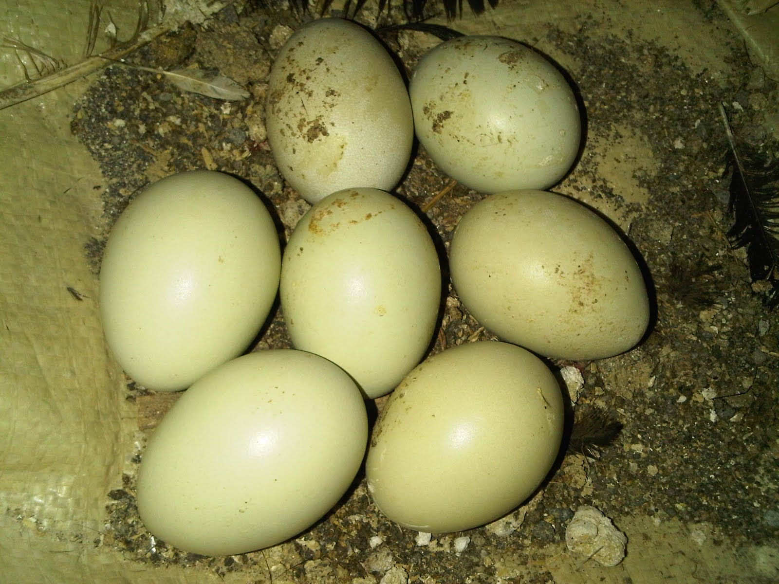 PETERNAKAN AYAM BANGKOK IMPORT: PETERNAKAN AYAM BANGKOK GALUR MURNI IMPORT