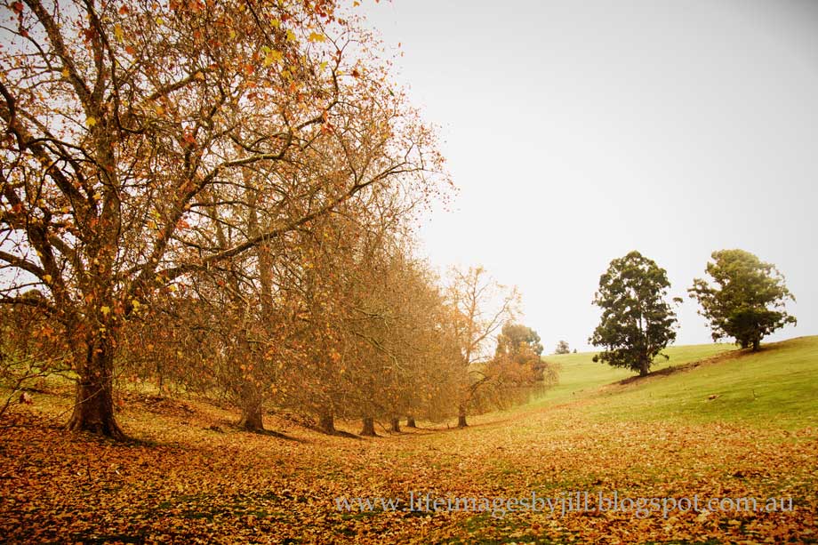 Life Images by Jill: Autumn in Western Australia, Golden Valley Tree ...