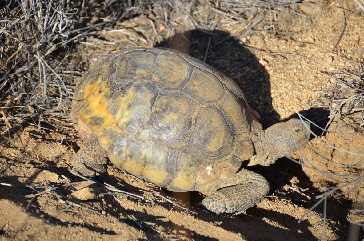 karine's blog: More Desert Tortoise stuff
