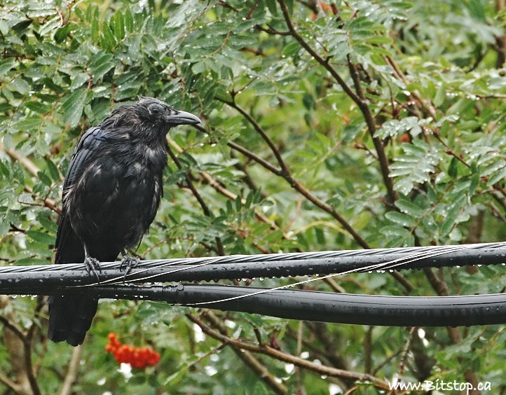 Bitstop: Crows in the Rain