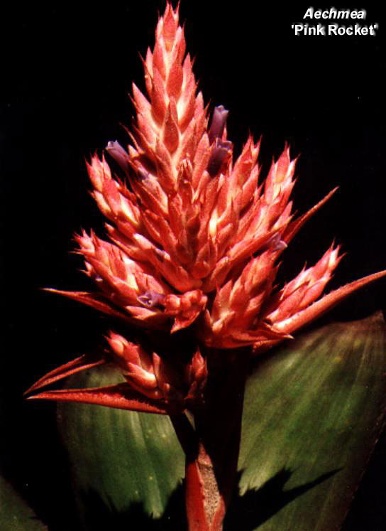 ATLAS DE PLANTAS EXÓTICAS CULTIVADAS EM PORTUGAL I: Aechmea fendleri