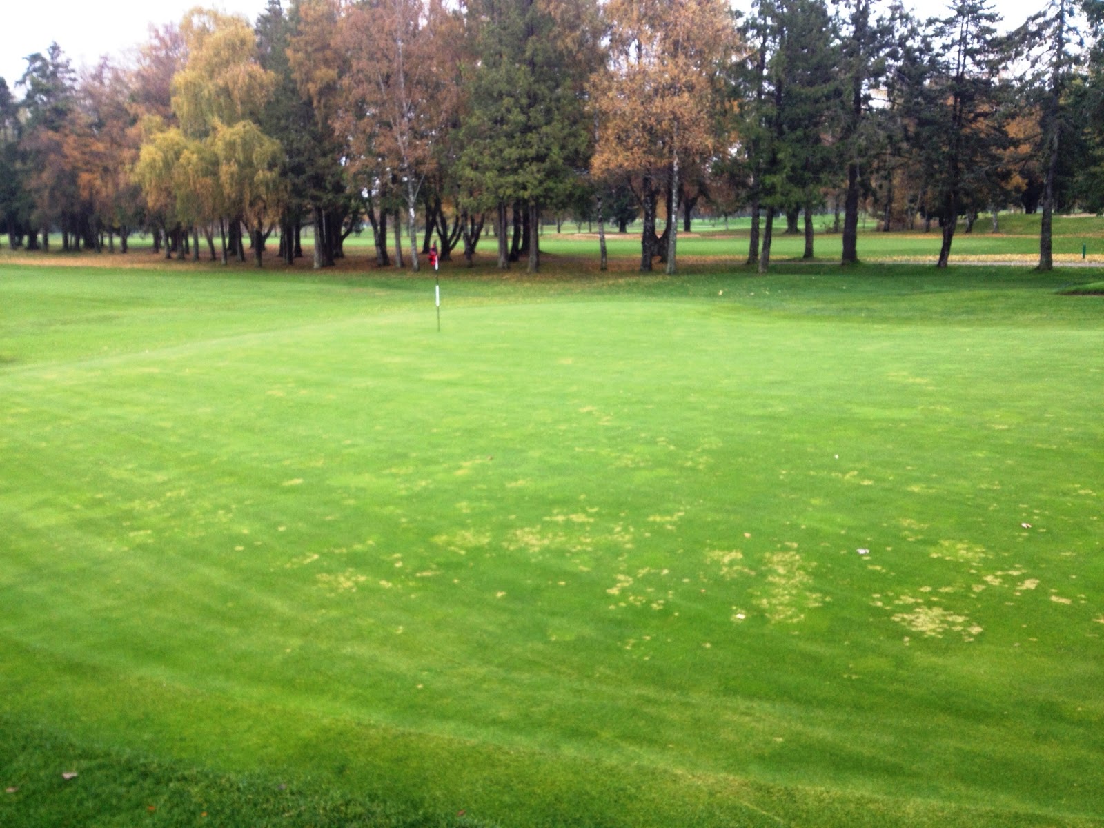 Quilchena Golf Club Turf Care: What's up with the patches on the greens?