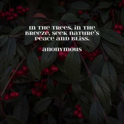 85 Nature quotes that'll inspire to love and value its beauty