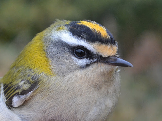 Two in a bush: A late morning Firecrest