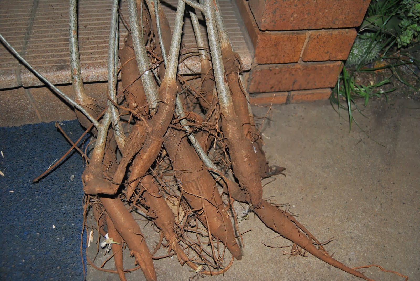 LENNARD'S BONSAI BEGINNINGS.: Adansonia digitata (Baobab)- African ...