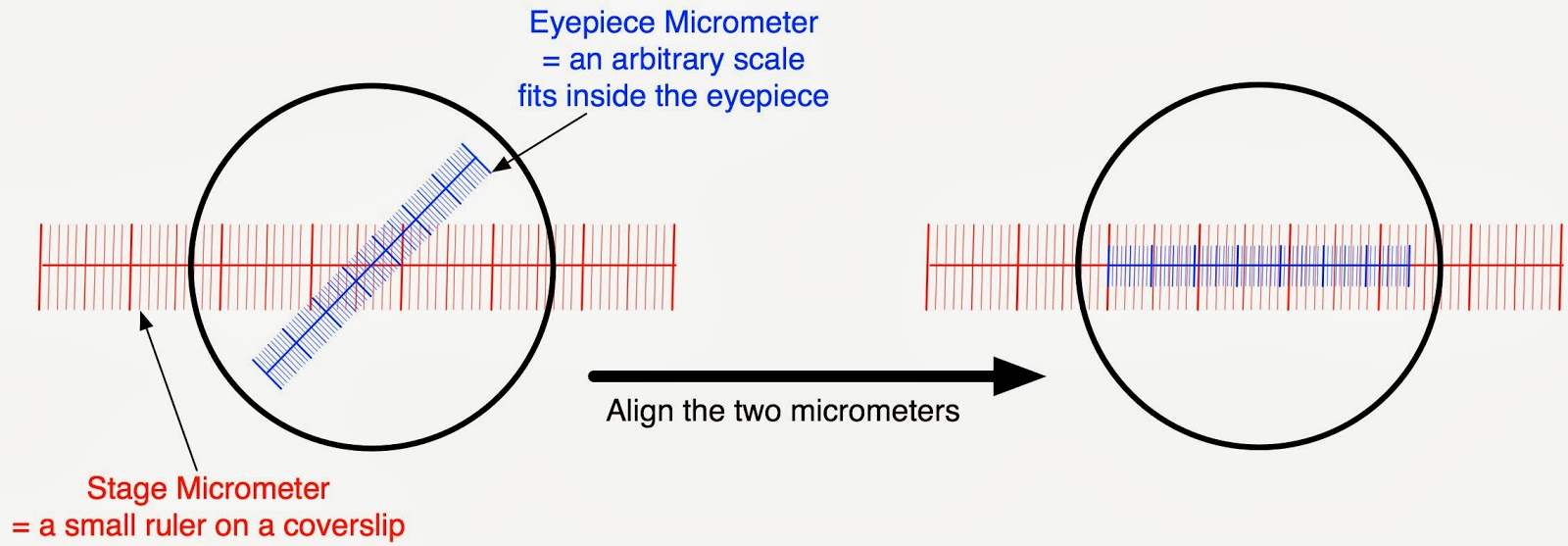 Measurements under the microscope