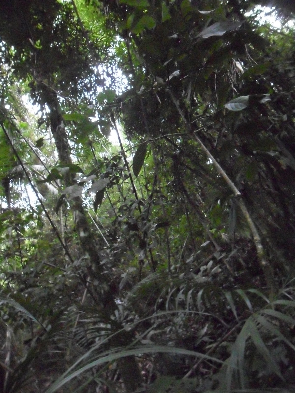 Preservar é Indispensável: Floresta Ombrófila