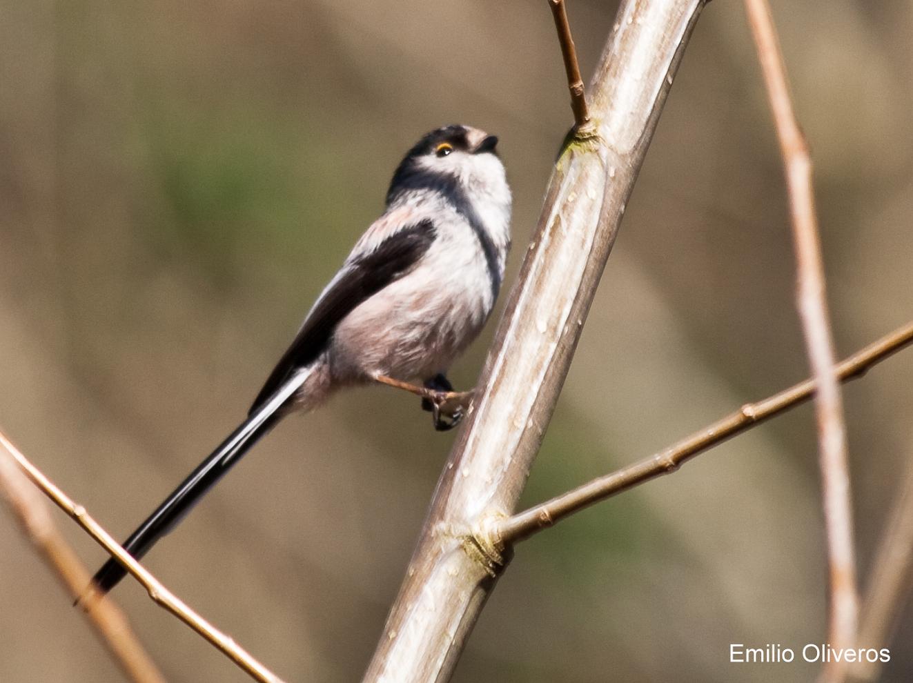 HEGAZTIKLIK: MITO (Aegithalos caudatus)