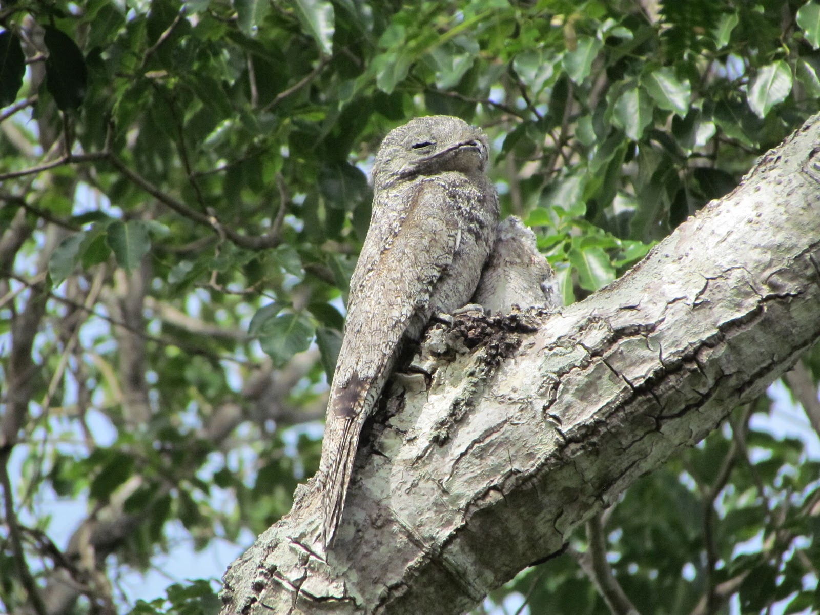 Vitinho Birdwatching Guide: O Urutau e o Mãe da Lua - The Common and ...