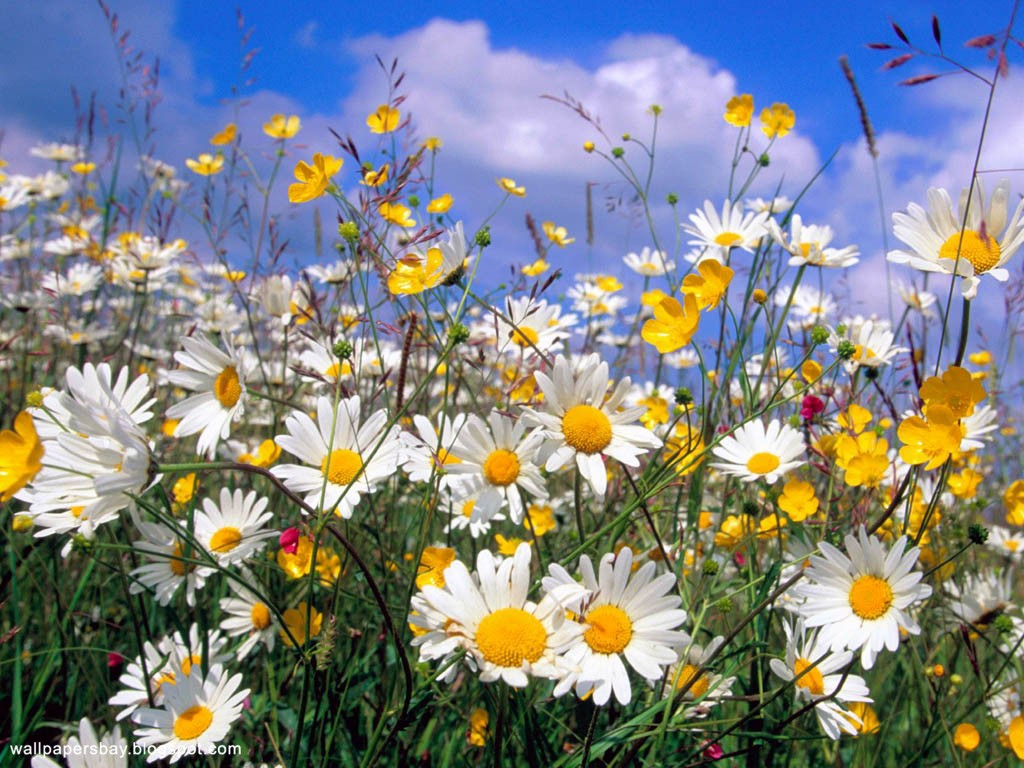 Buku harianQ: Wallpaper bunga putih