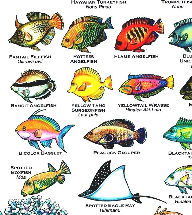 List Of Fish Of Hawaii - Hawaiian Fish Pictures