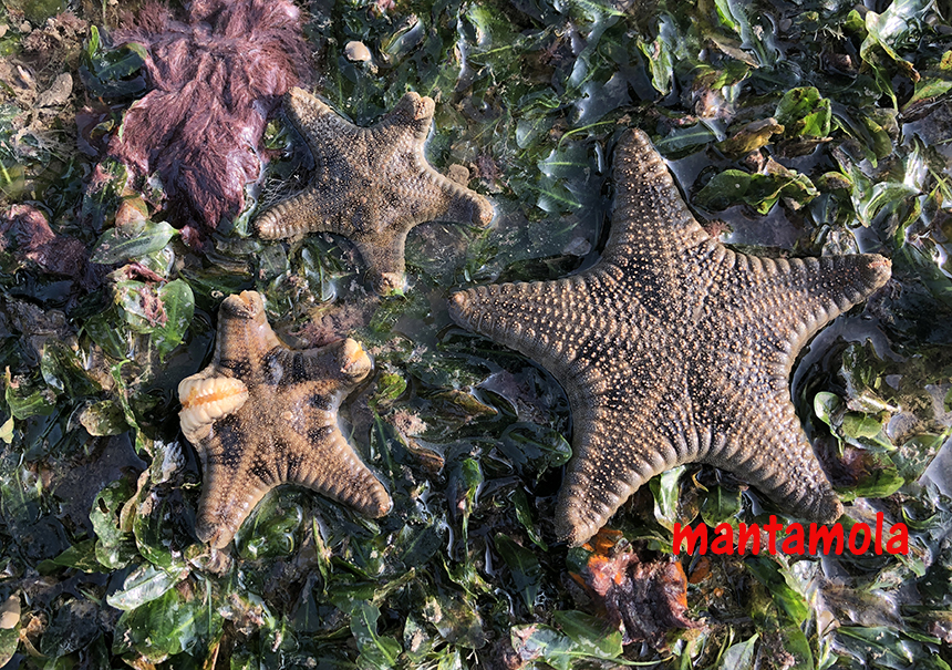 manta blog: Exploring Sea Shore of Singapore - Part 1